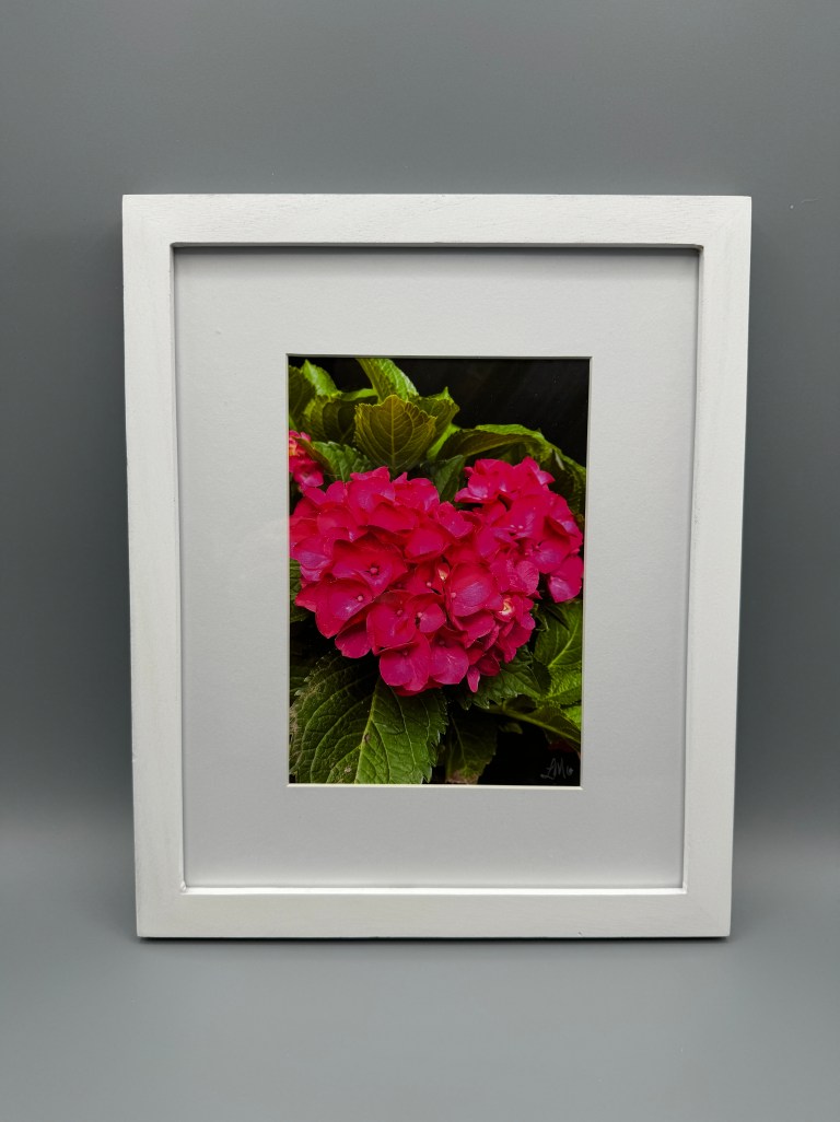 Heart-Shaped Hydrangea Prints for Sale | Cape Cod & Martha’s Vineyard ...